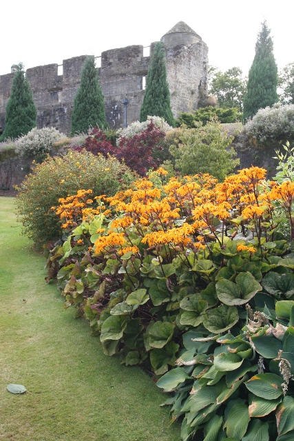Trajnice za mokra tla - Arboretum