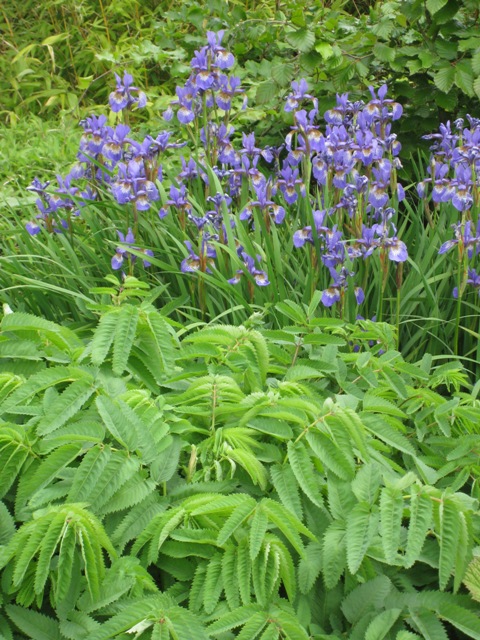 Trajnice za mokra tla - Arboretum