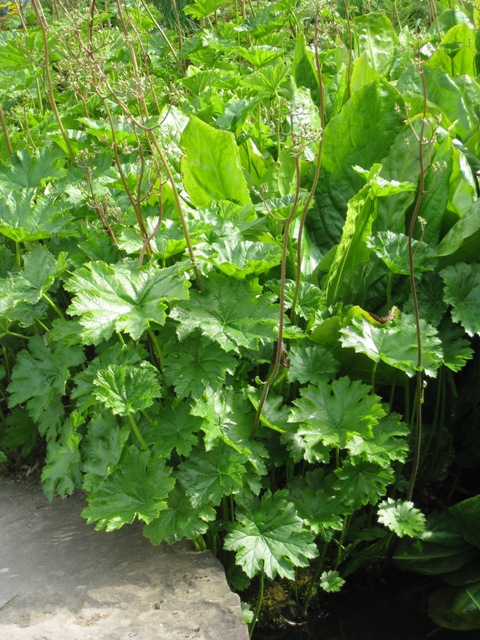 Trajnice za mokra tla - Arboretum