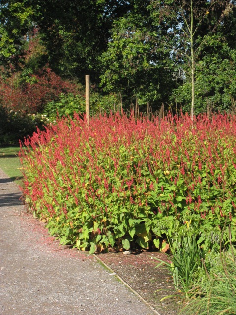 Trajnice za mokra tla - Arboretum