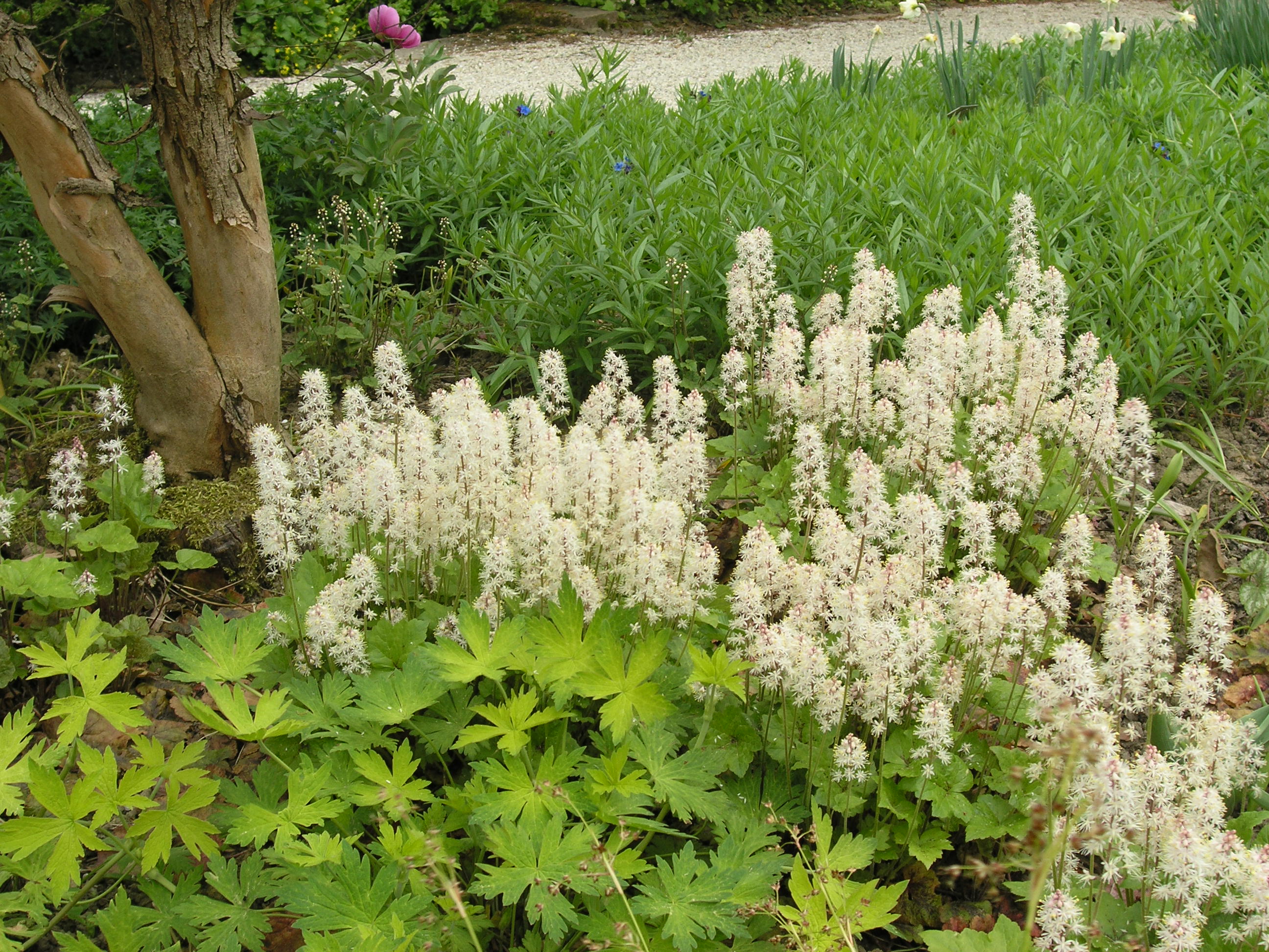 Svetle trajnice za senco - Arboretum