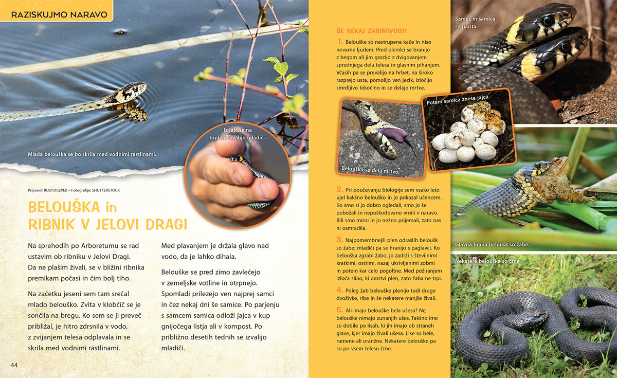 Doživetja iz Arboretuma v reviji Ciciban - Arboretum