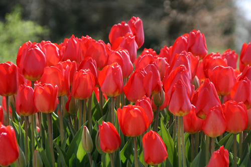 Za tulipane ni krize! - Arboretum