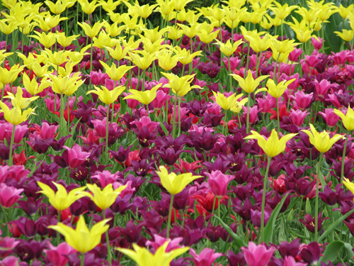 Za tulipane ni krize – sedmi del - Arboretum