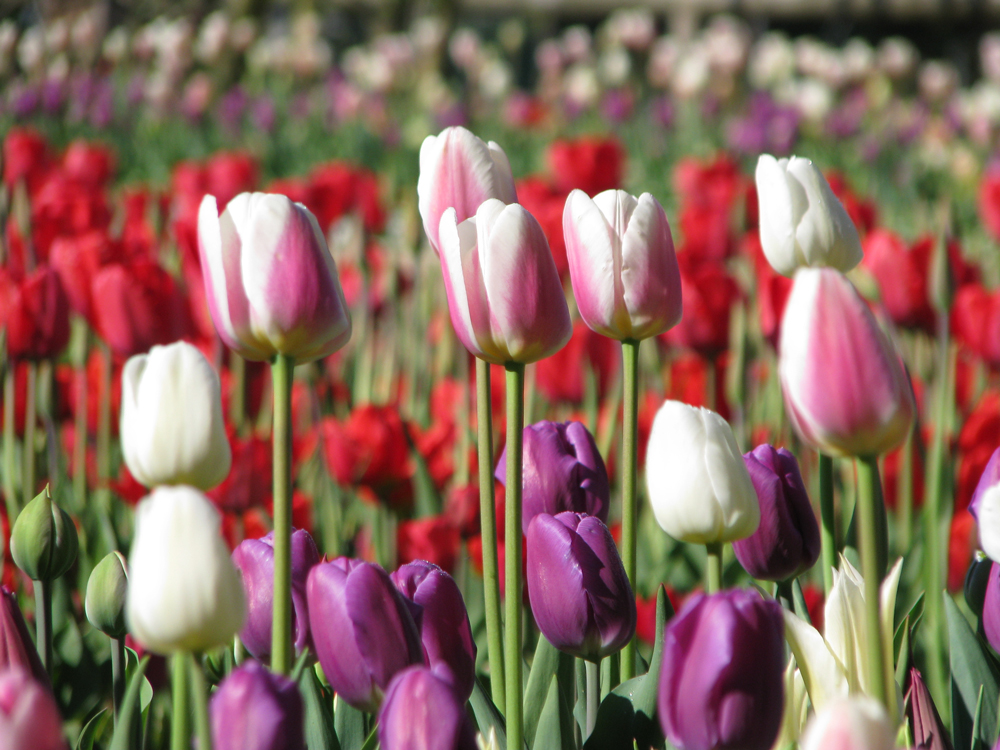 Za tulipane ni krize – šesti del - Arboretum