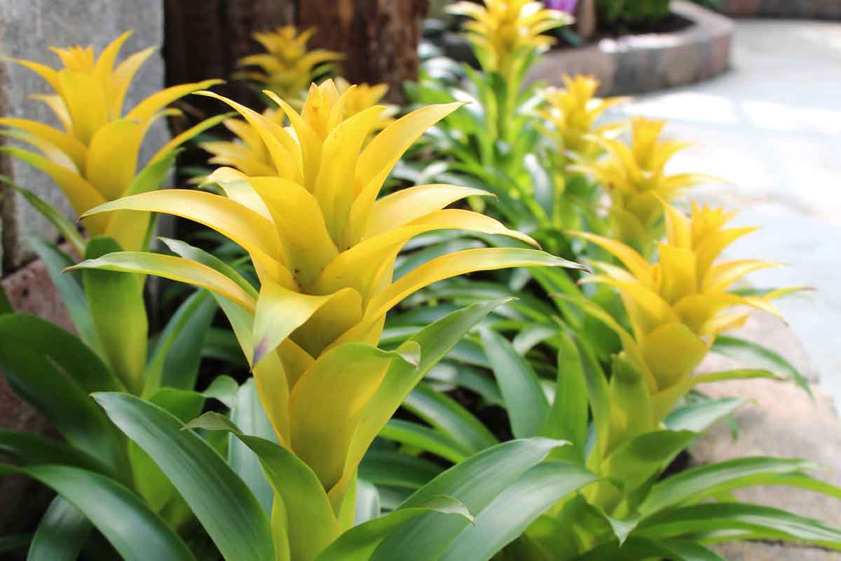 Guzmanije - Arboretum