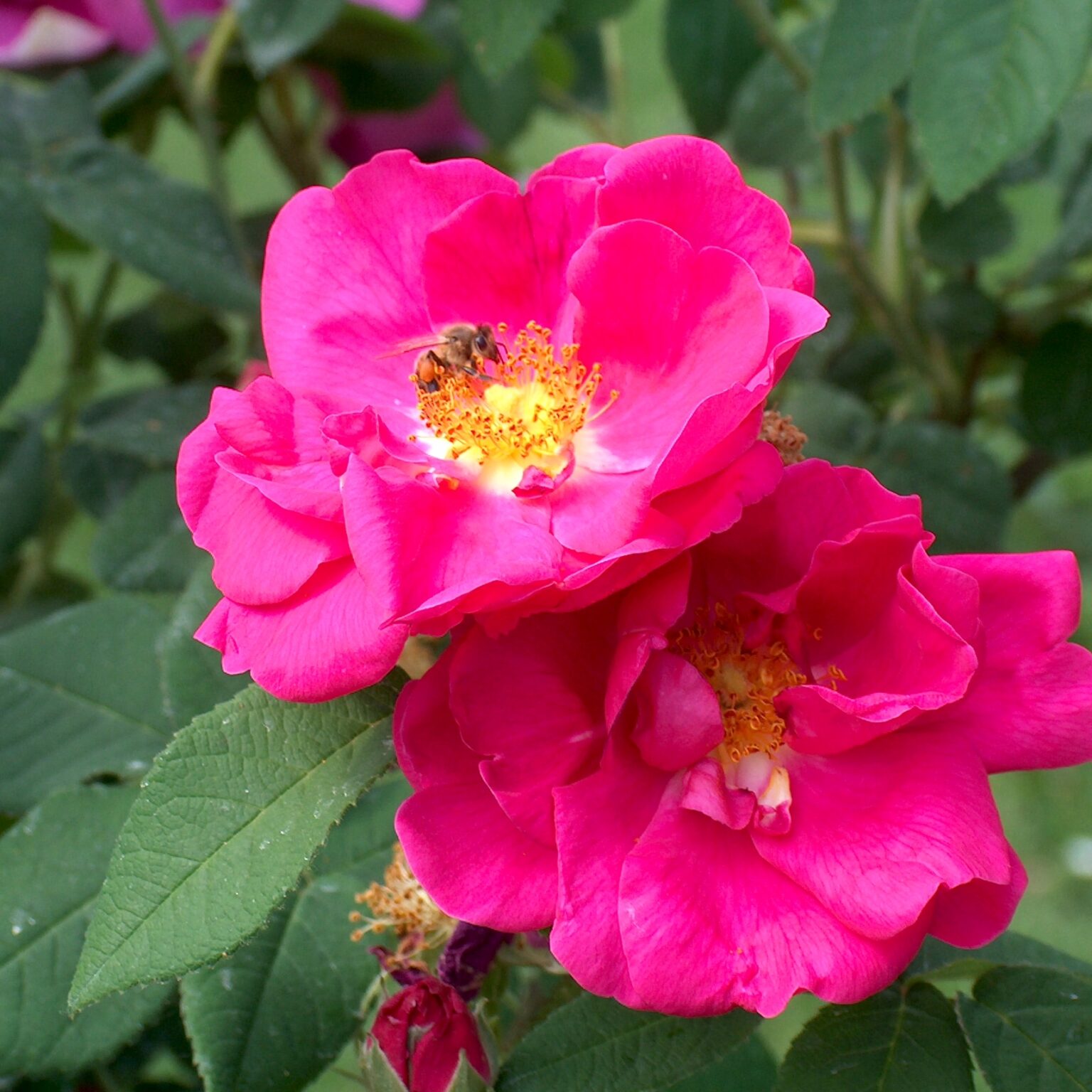 Rosa gallica 'Officinalis' - Arboretum