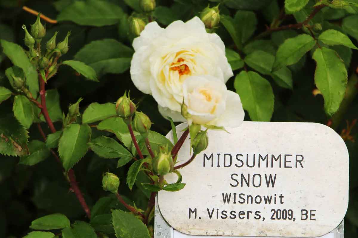 ‘Midsummersnow’ - Arboretum