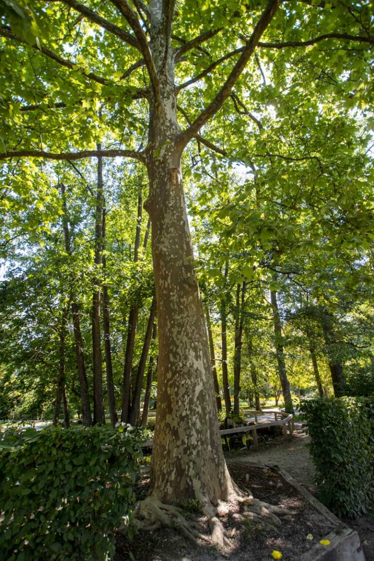 Vzhodna platana - Arboretum