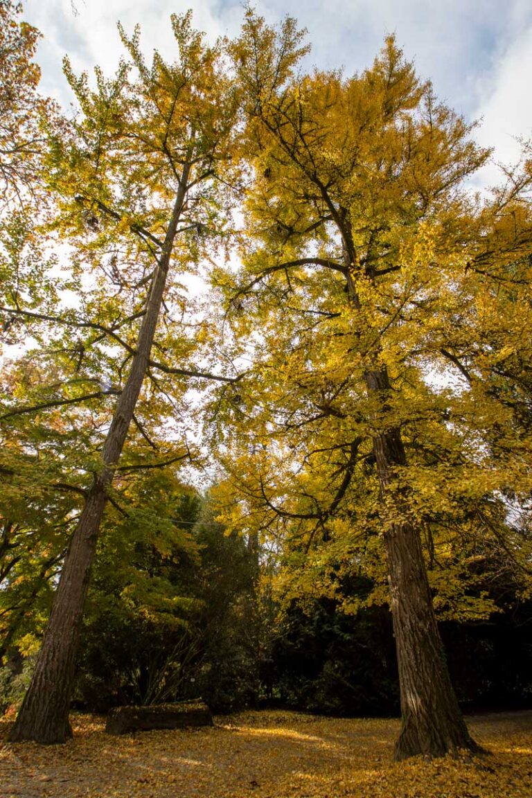 Ginko - Arboretum