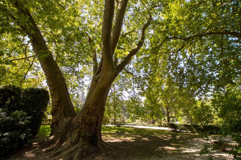 Javorolistna platana - Arboretum