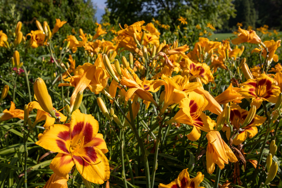 VIDEO Cvetoče trajnice - Arboretum