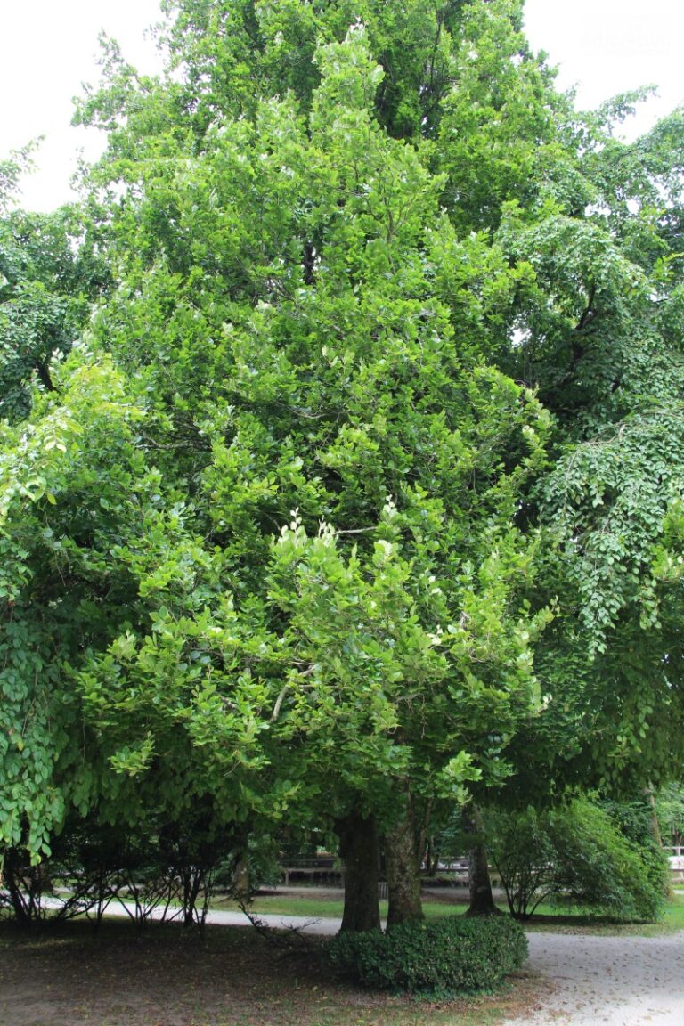 Navadna bukev 'Dawyck' - Arboretum