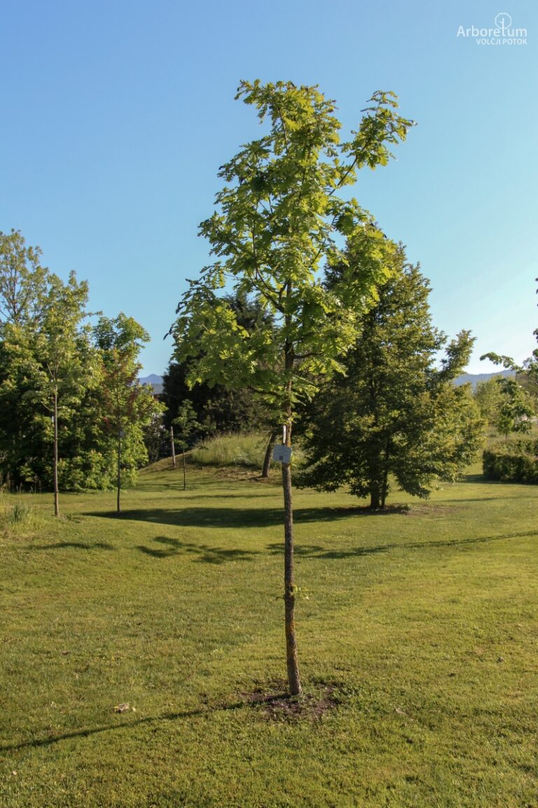 Sladun 'Trump' - Arboretum