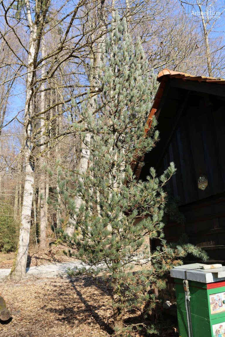 Cemprin 'Glauca Fastigiata' - Arboretum