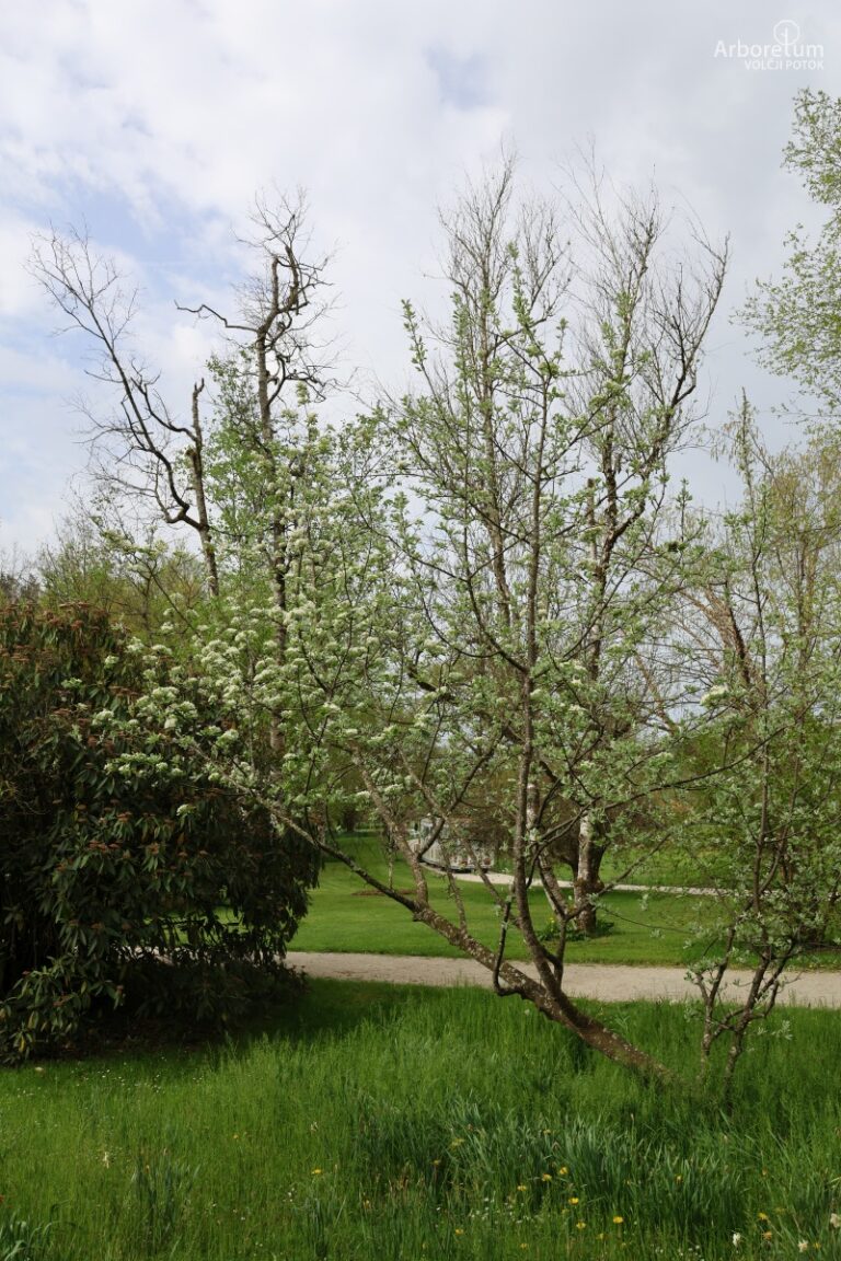 Sorbopirus - Arboretum