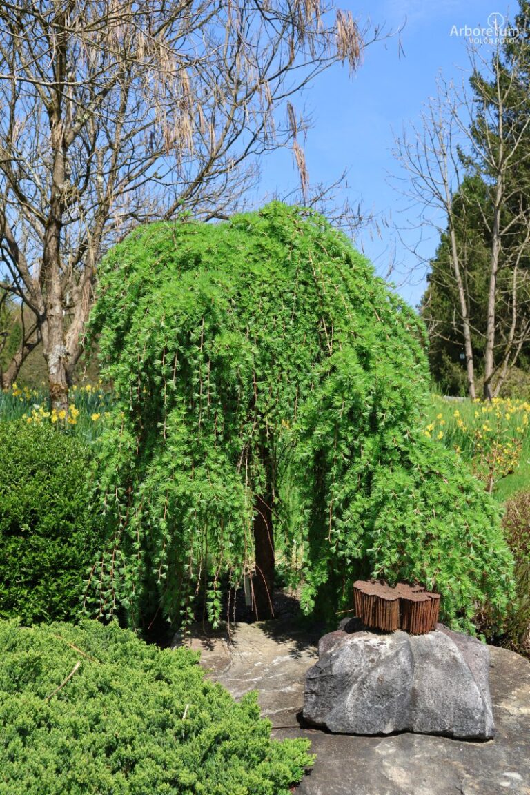 Japonski macesen 'Stiff Weeper' - Arboretum