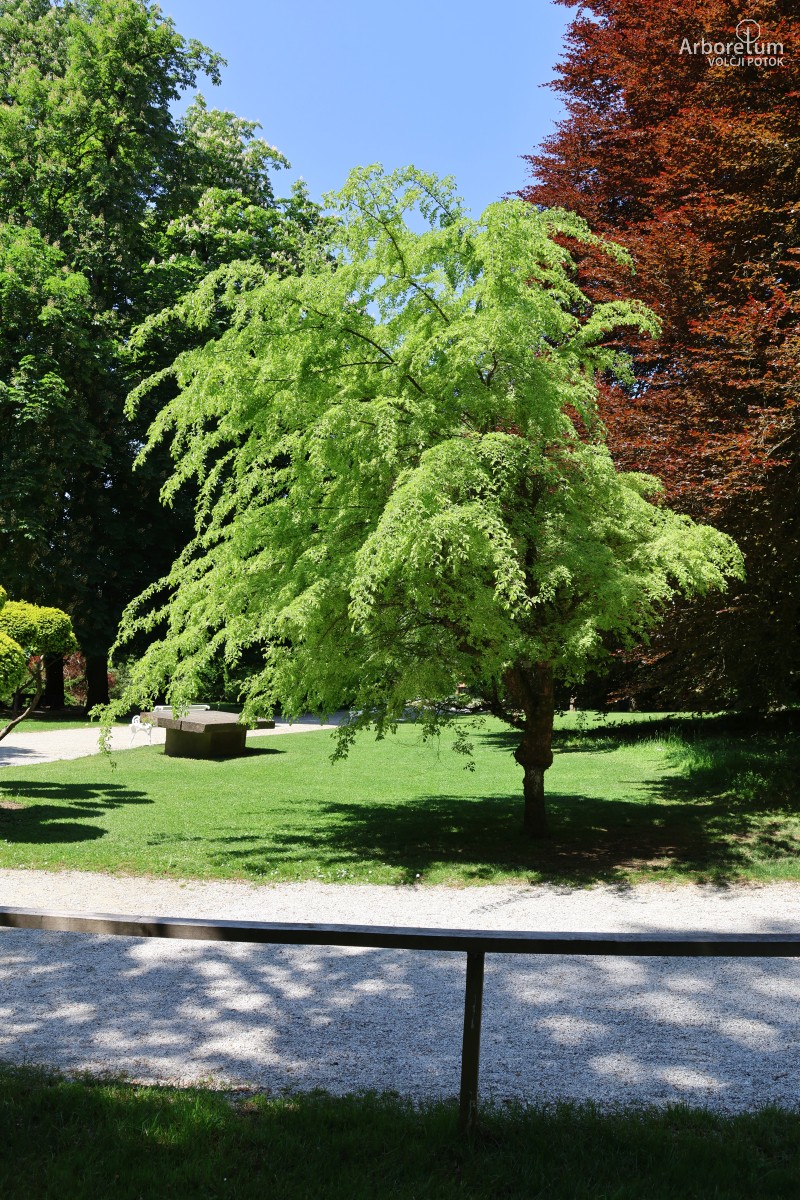 Nizozemski brest 'Jacqueline Hillier' - Arboretum