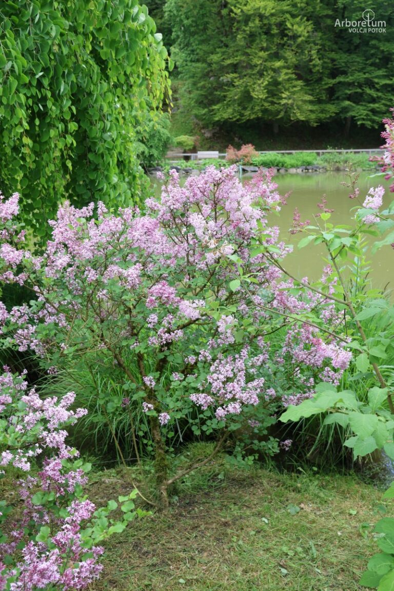 Meyerjeva lipovka 'Palibin' - Arboretum