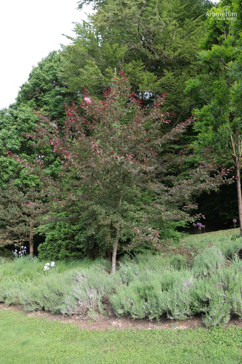 Jablana 'Indian Magic' - Arboretum