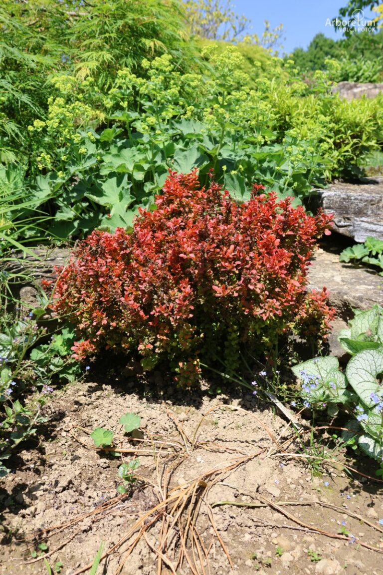 Thunbergov češmin 'Fireball' - Arboretum