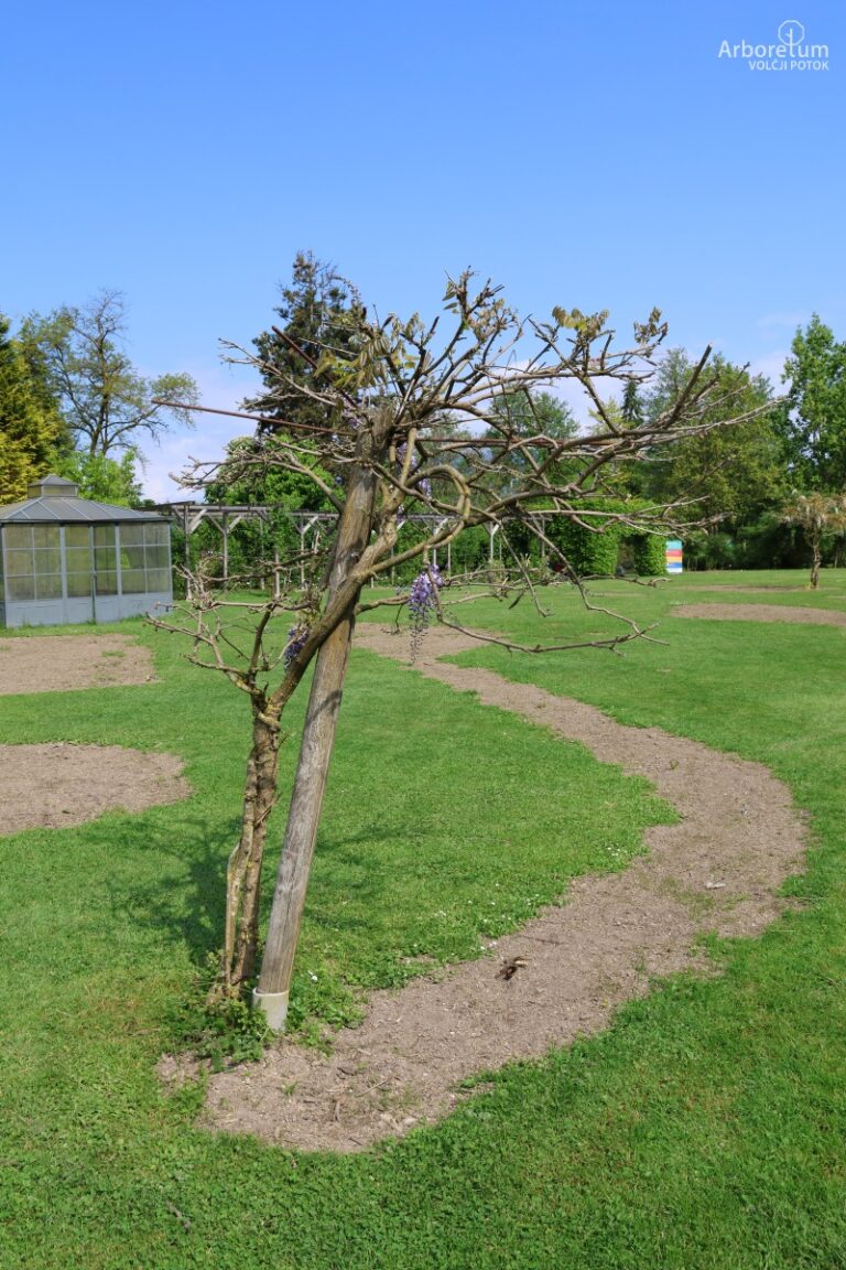 Japonska glicinija 'Lavender Falls' - Arboretum