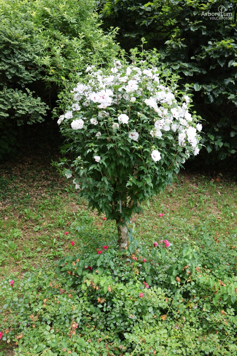 Sirijski oslez 'China Chiffon' - Arboretum