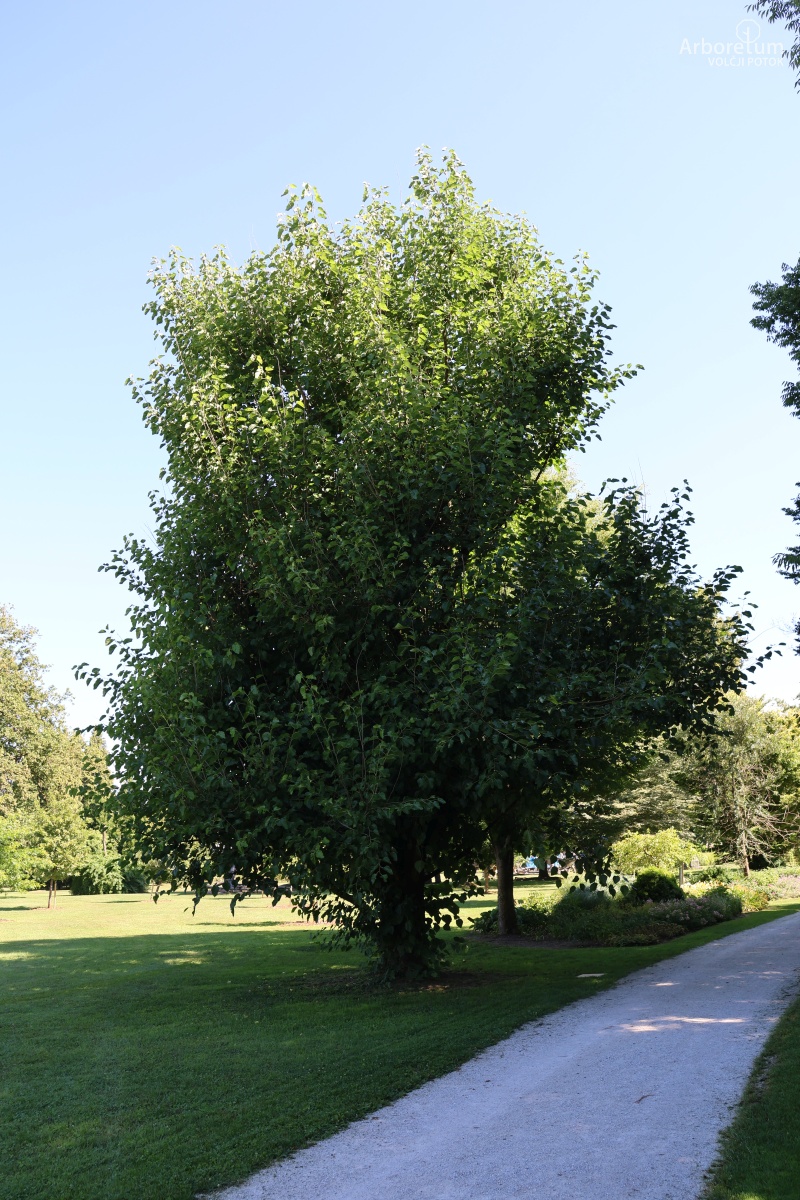 Bela murva - Arboretum