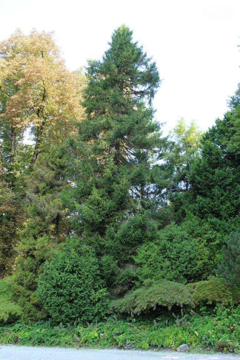 Škrlatna smreka - Arboretum